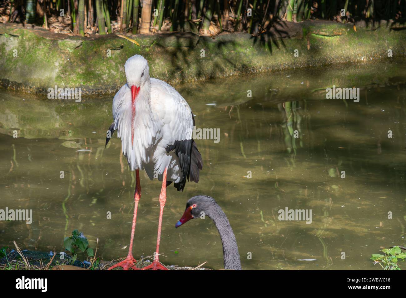 Black and white stork with red beak Stock Photo - Alamy