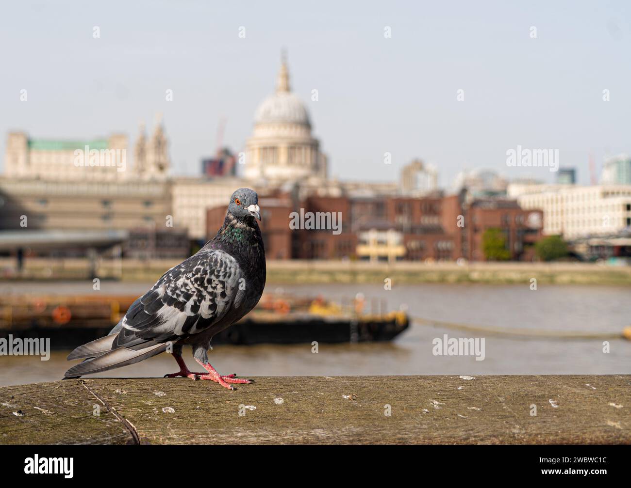 London Pigeon on the South Bank with St Pauls in Background Stock Photo ...