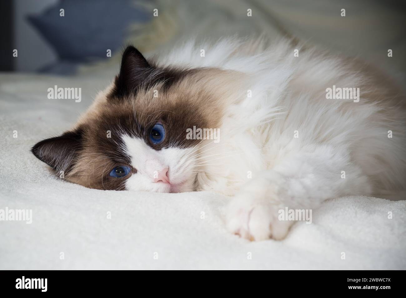 Beautiful young white purebred Ragdoll cat with blue eyes, on the bed ...