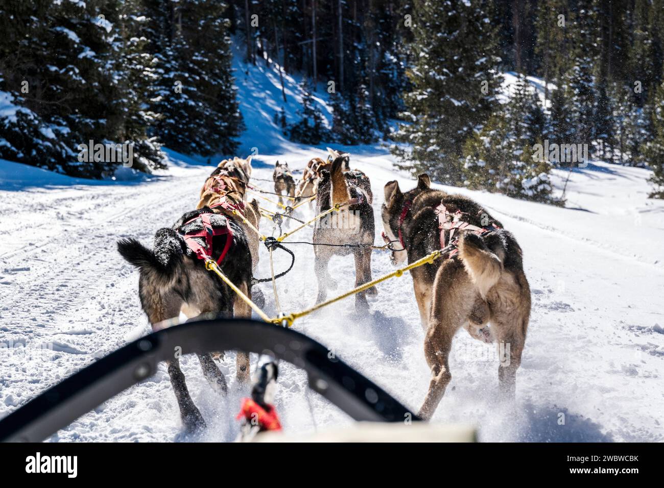 Musher & dog sled team traveling near Monarch Pass; Rocky Mountains ...