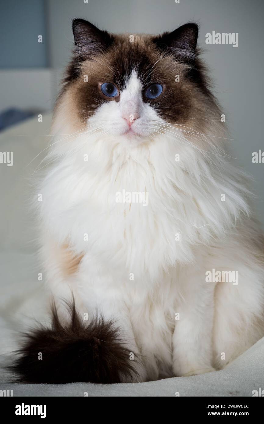 Beautiful young white purebred Ragdoll cat with blue eyes, on the bed ...