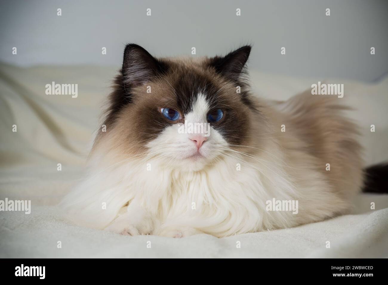 Beautiful young white purebred Ragdoll cat with blue eyes, on the bed ...