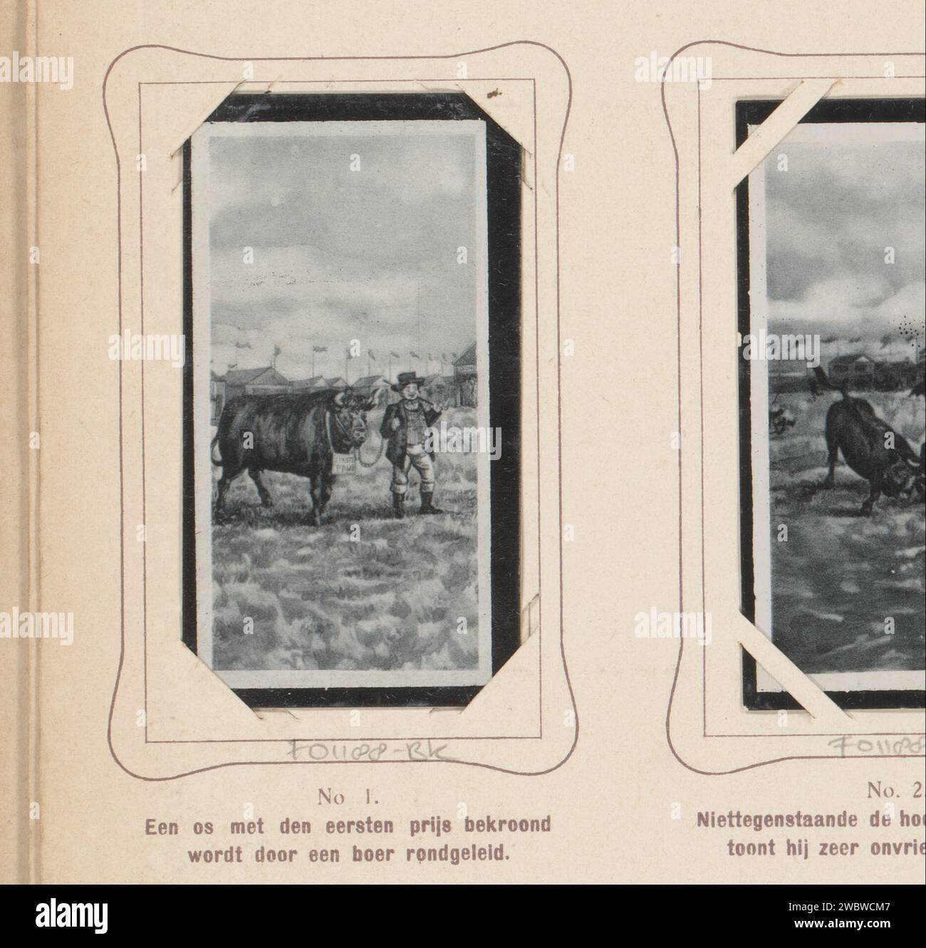 Prize ox hi-res stock photography and images - Alamy