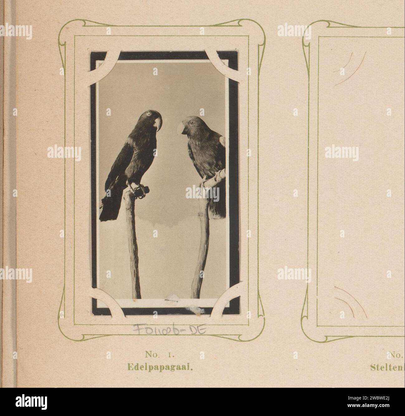 Two noble parrots, Anonymous, 1904 - 1905 photograph This photo is part ...