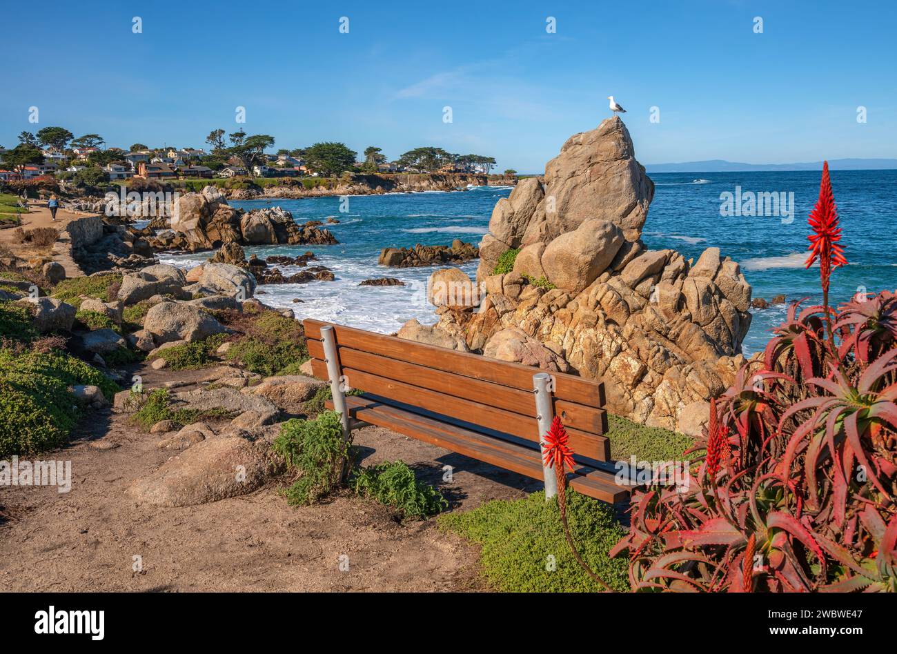 Monterey California Shoreline landscape ocean rocks and marine life ...