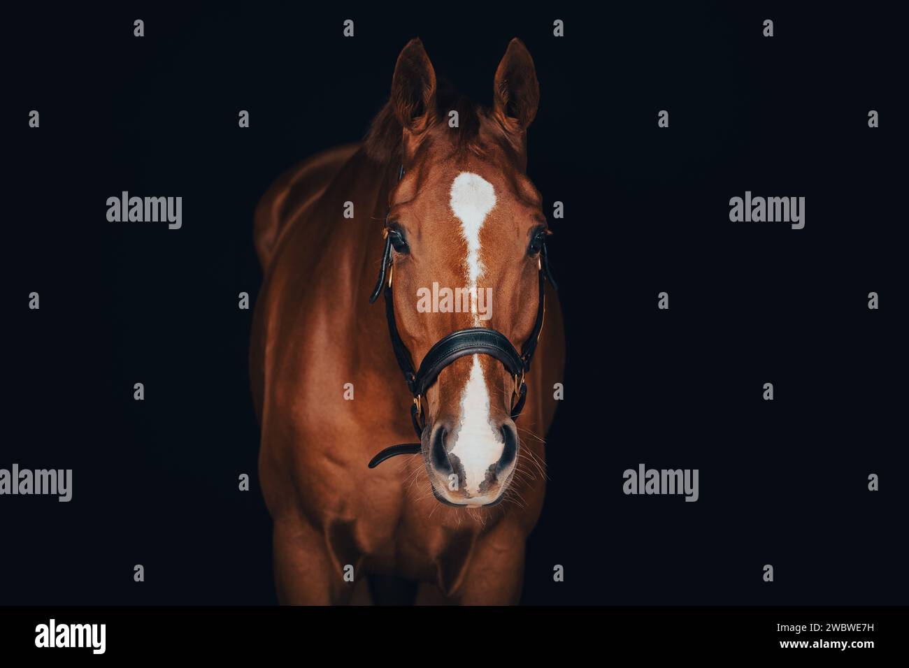 British bred horse hi-res stock photography and images - Alamy