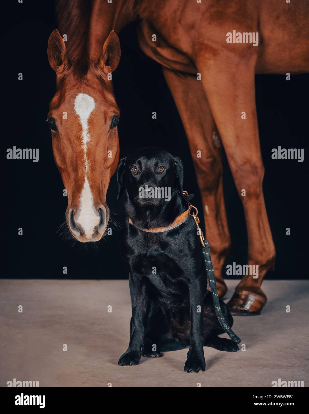 Horsepics hi-res stock photography and images - Alamy