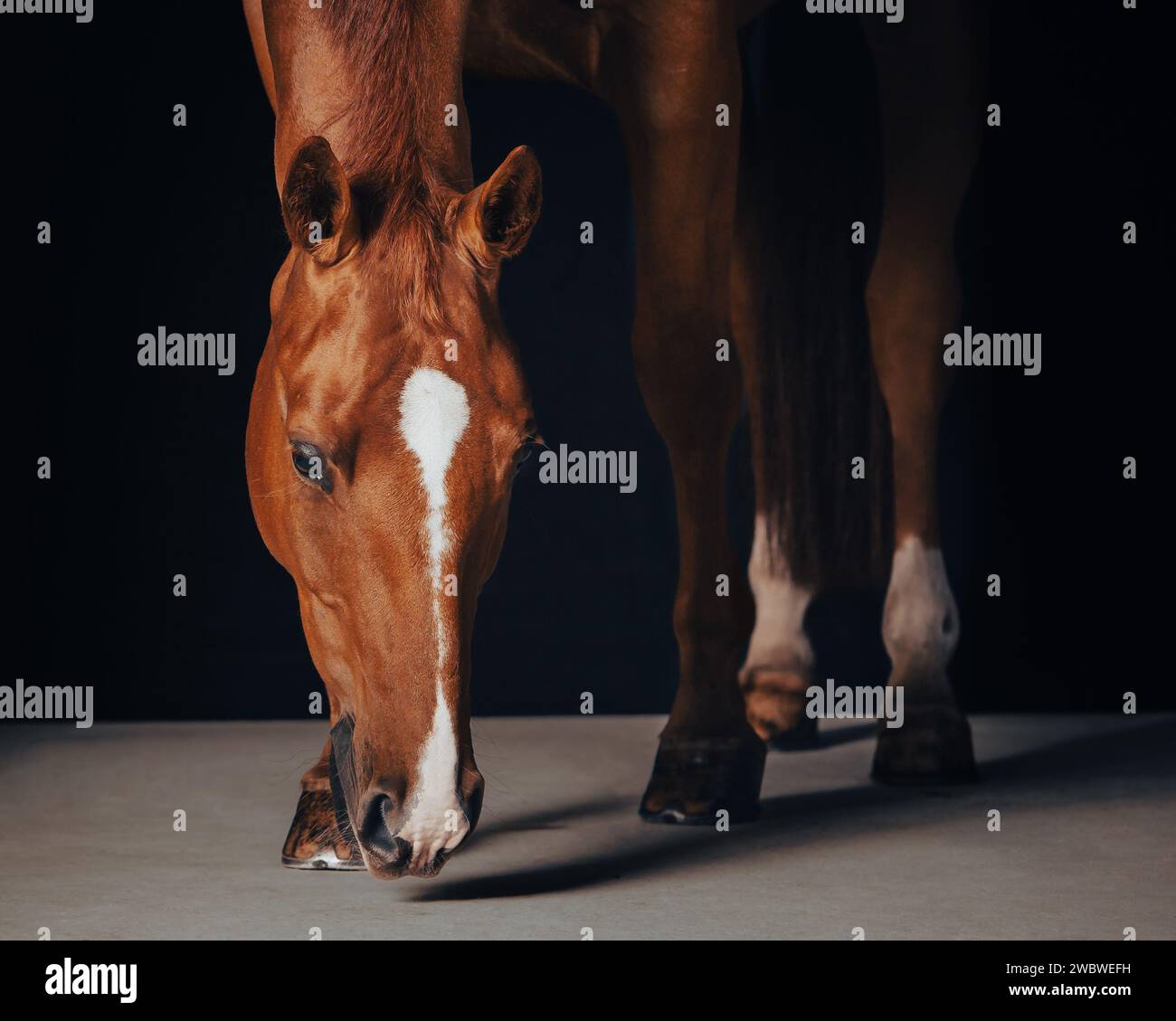 Horsepics hi-res stock photography and images - Alamy