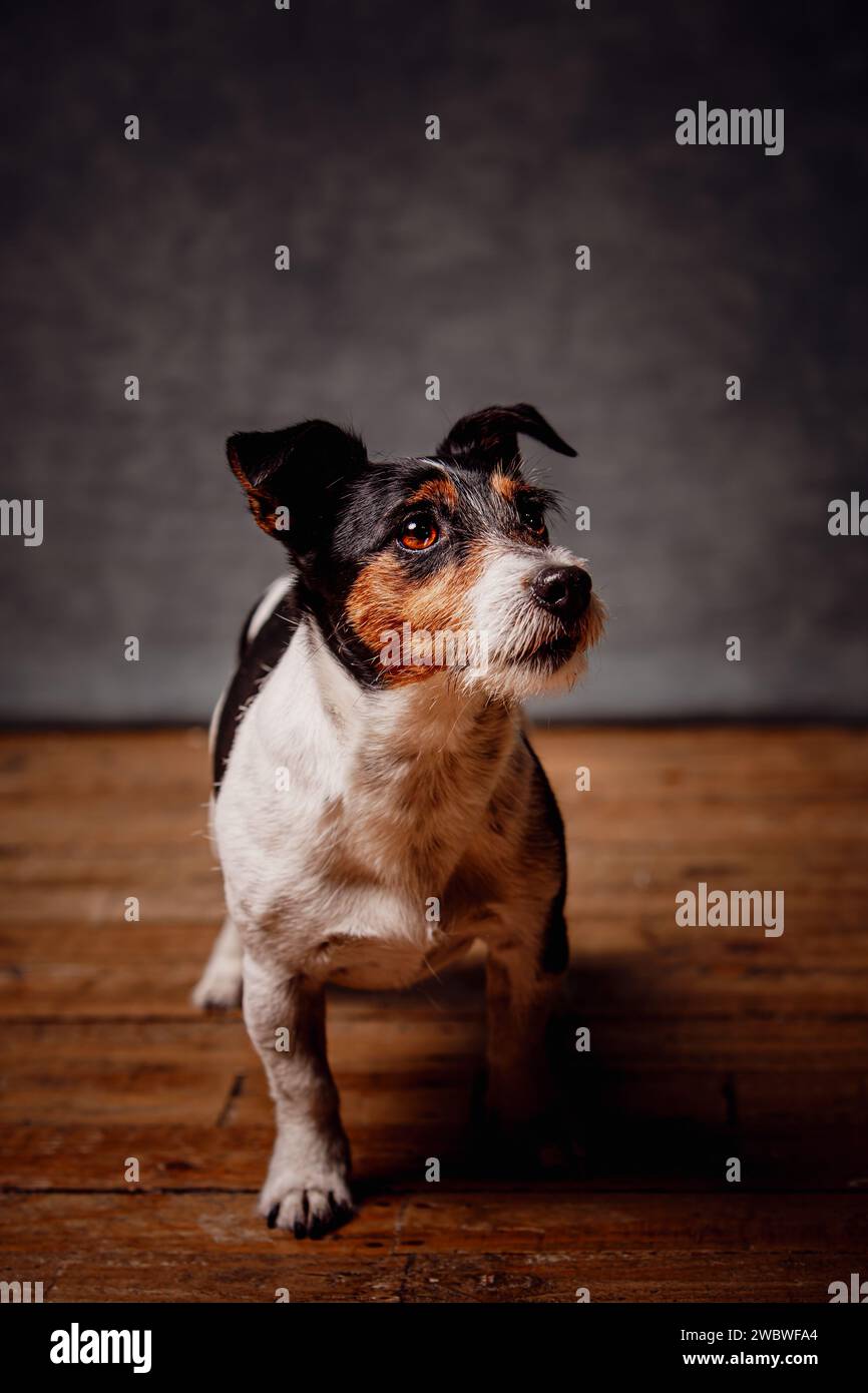 Tri coloured jack russell hi-res stock photography and images - Alamy