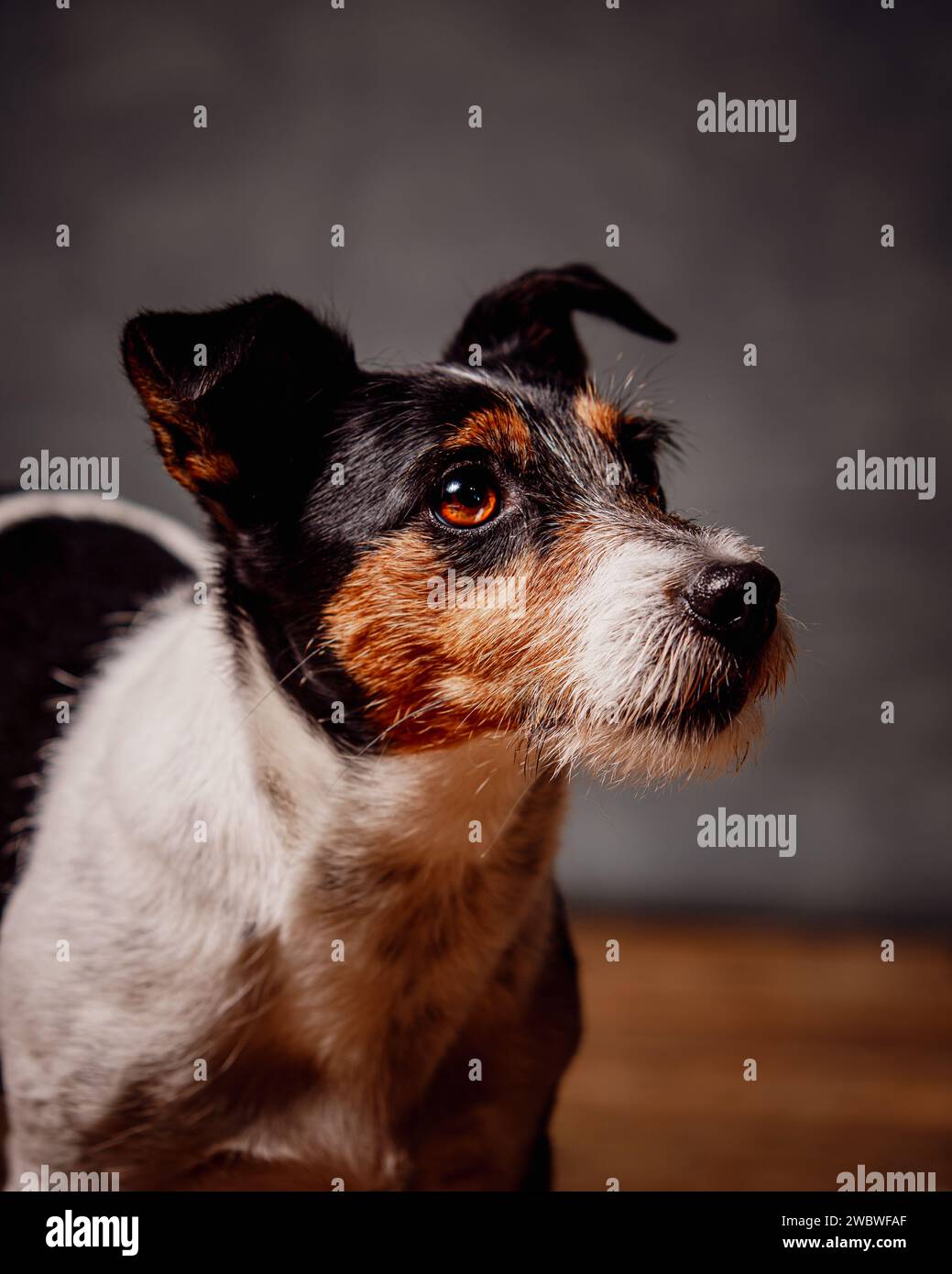 Wired jack russell hi-res stock photography and images - Alamy