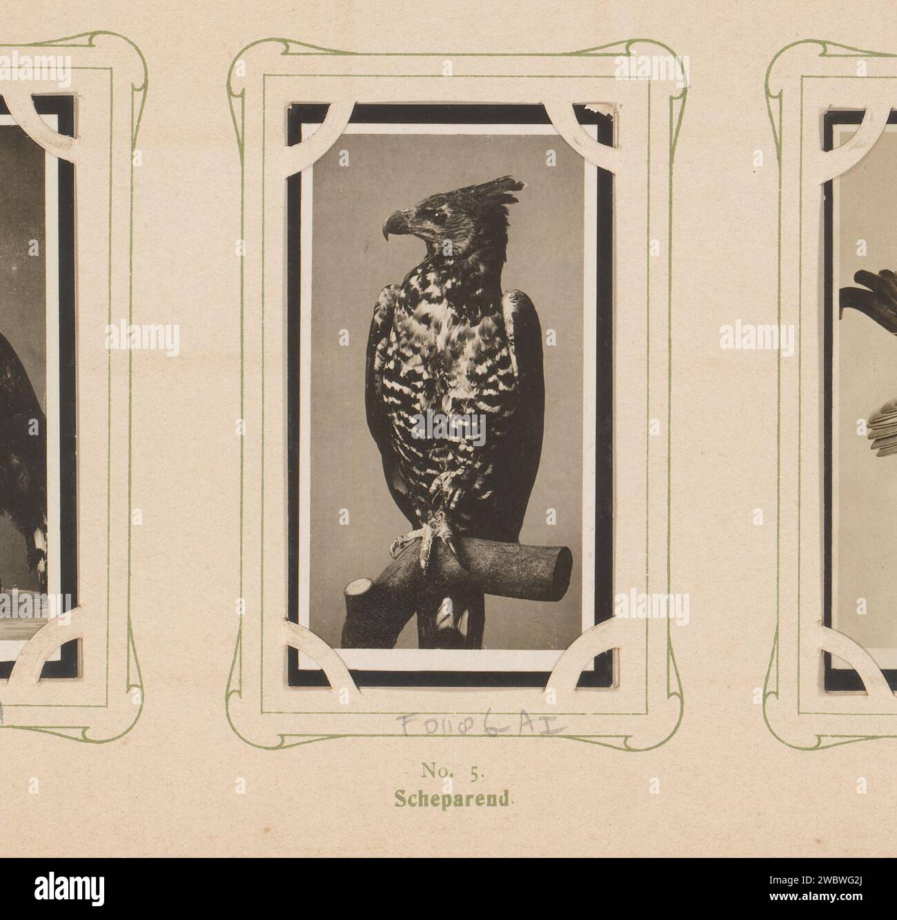 Arend, possibly crowned eagle or crested strap, anonymous, 1904 - 1905 ...