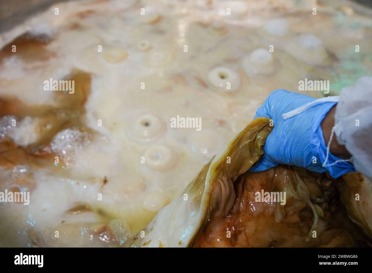 Hand holding kombucha scoby hi-res stock photography and images - Alamy
