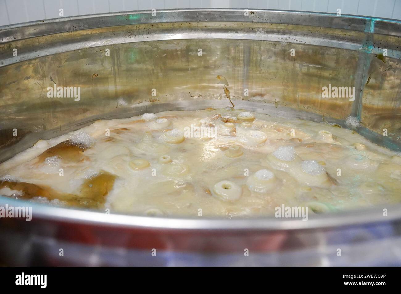 raw kombucha bacteria floating in tea in an industrial drum Stock Photo ...