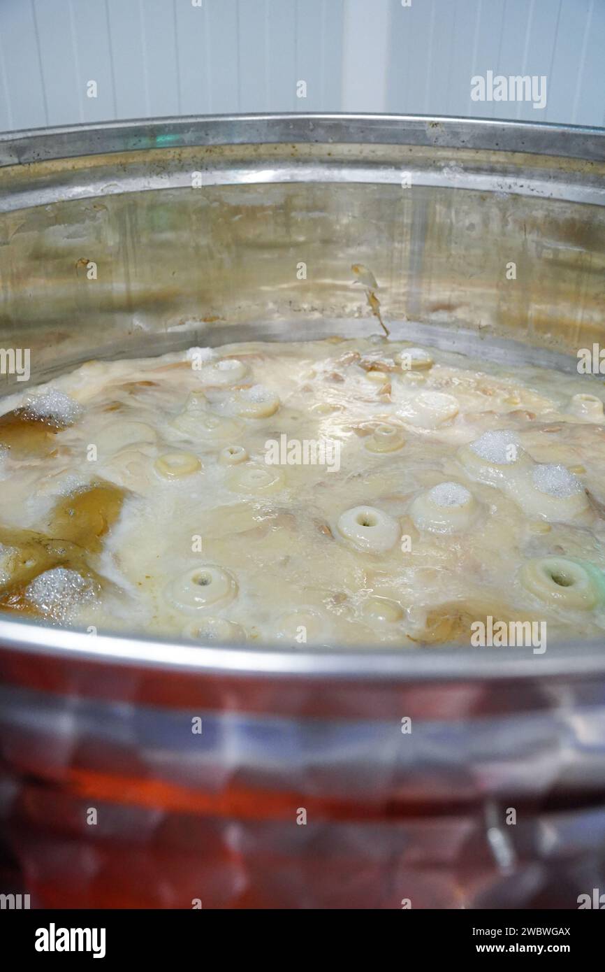 raw kombucha bacteria floating in tea in an industrial drum in vertical ...
