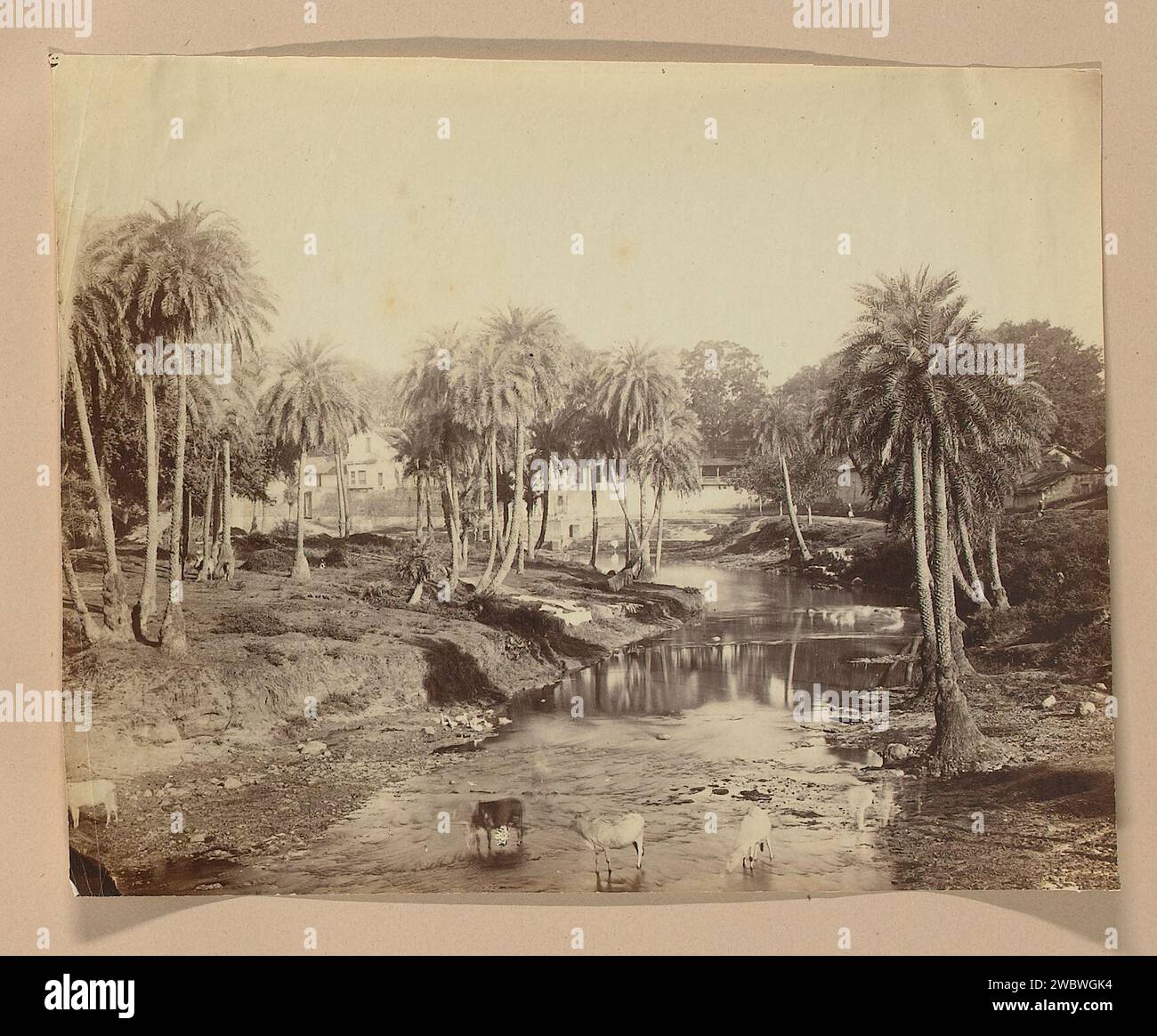 India, c. 1860 - c. 1865 photograph paper. photographic support ...