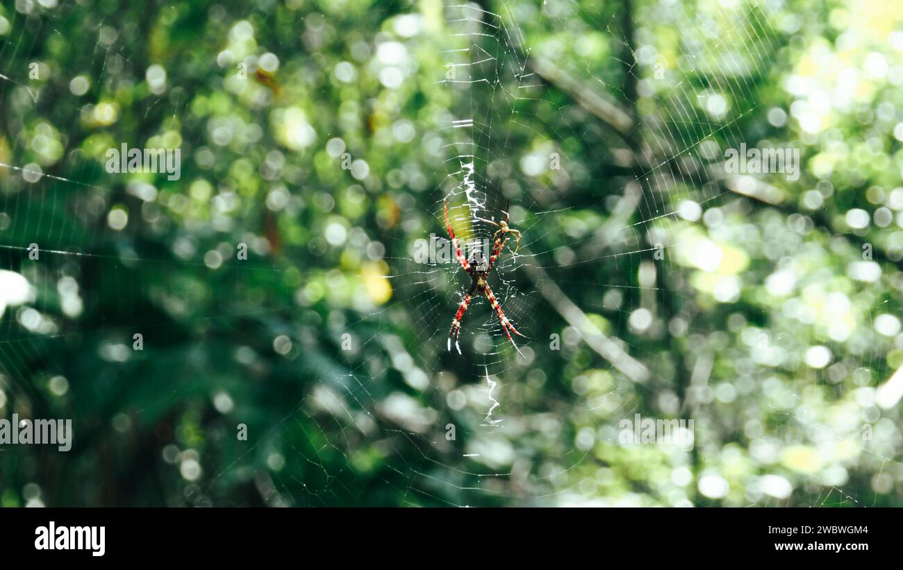 Web trap insect hi-res stock photography and images - Alamy