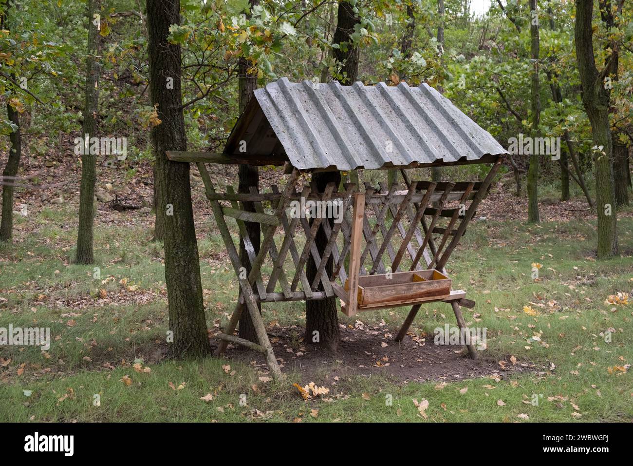 An empty wooden feeding trough serves as wildlife management. Forest ...