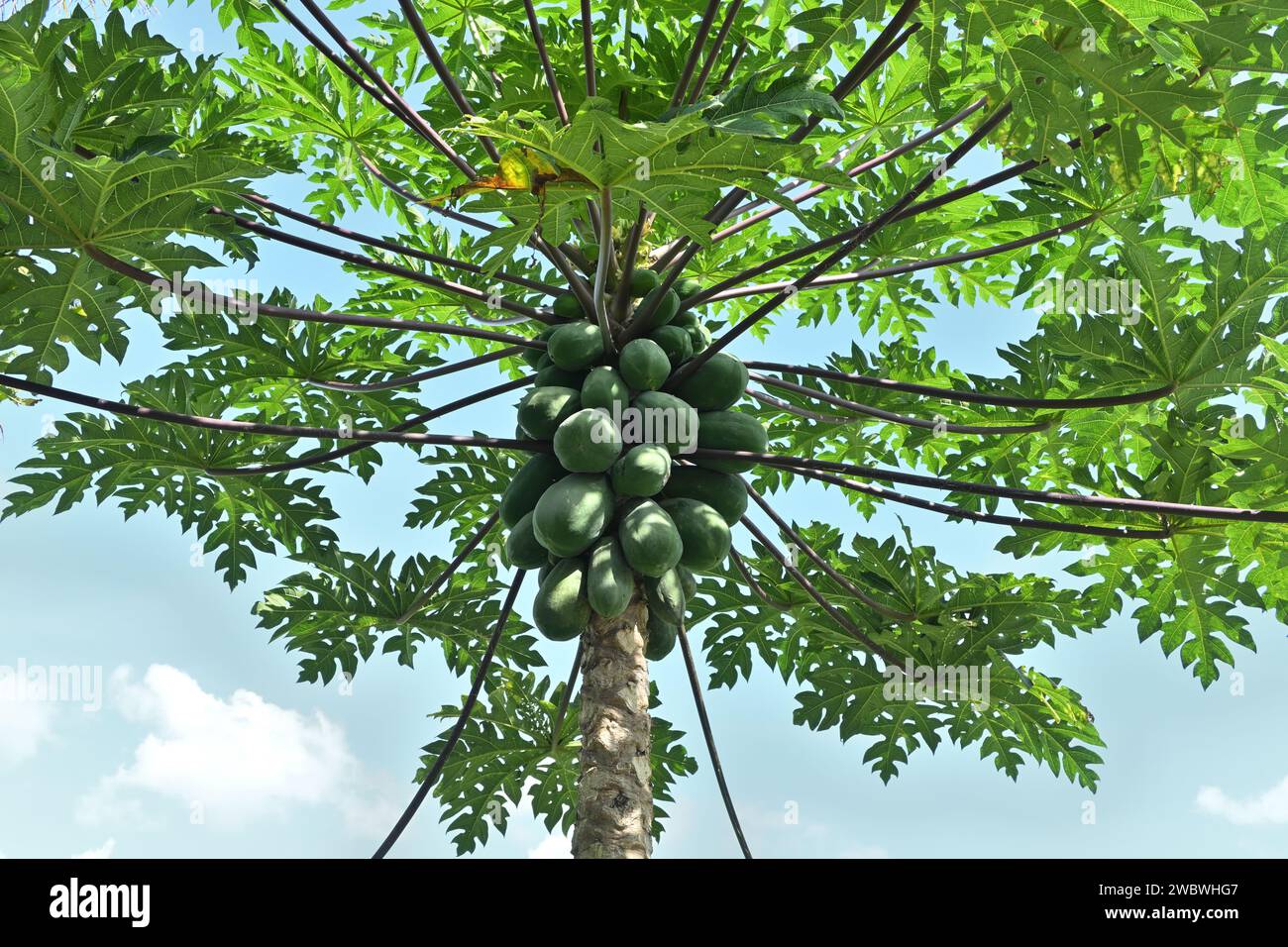 Papaw flowers hi-res stock photography and images - Alamy