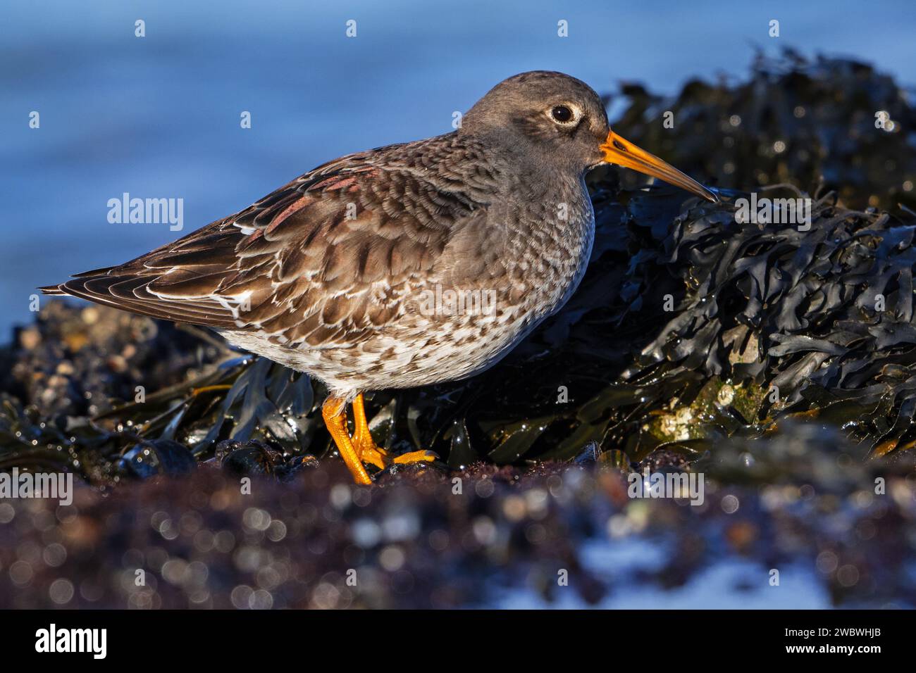 Waders on shore uk hi-res stock photography and images - Alamy