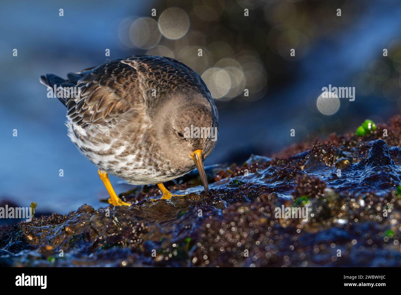 Purple sandpiper (Calidris maritima) in non-breeding plumage foraging ...