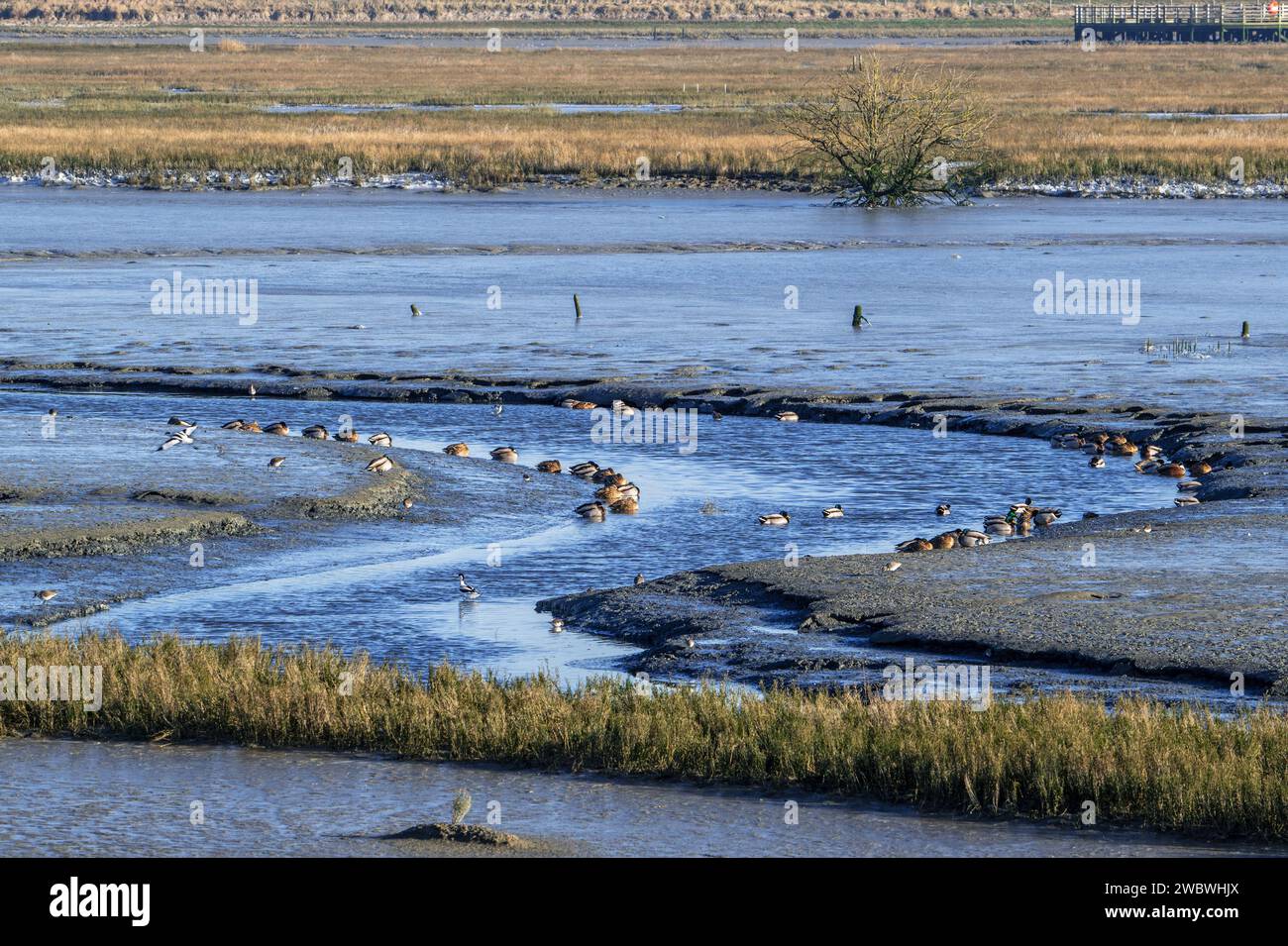 Waders / wading birds and mallards / wild ducks resting in intertidal ...
