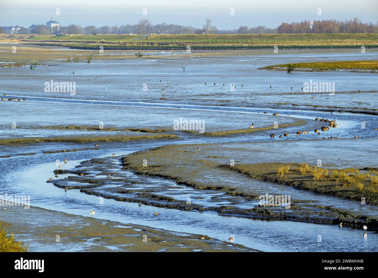 Waders / wading birds and mallards / wild ducks resting in intertidal ...