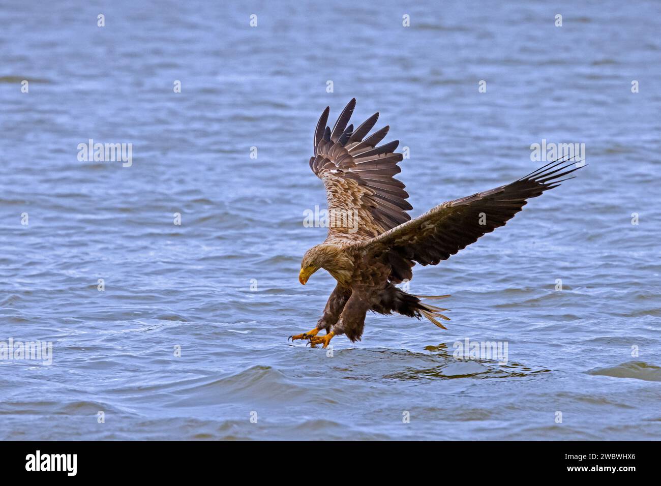 White-tailed eagle / Eurasian sea eagle / erne (Haliaeetus albicilla ...