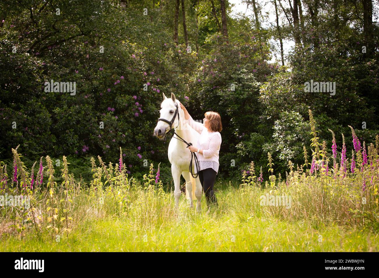 Connie horse hi-res stock photography and images - Alamy