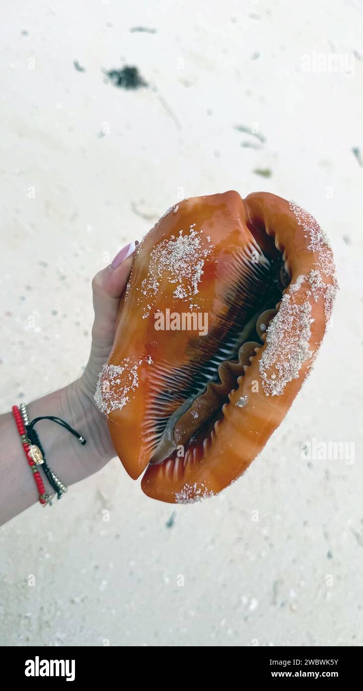 Iphone 15 in hand hi-res stock photography and images - Alamy