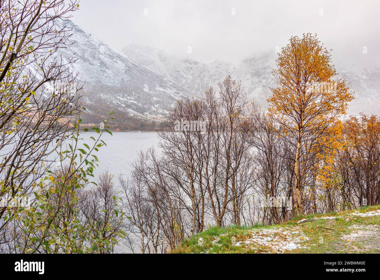 outdoor in wild nature from Norway with fjord, autumn colored trees ...