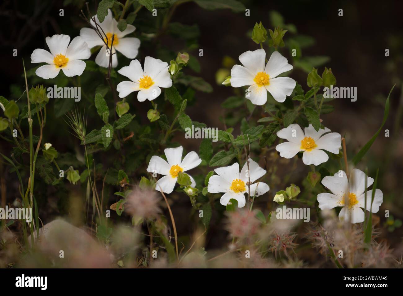 Spring in jordan hi-res stock photography and images - Alamy