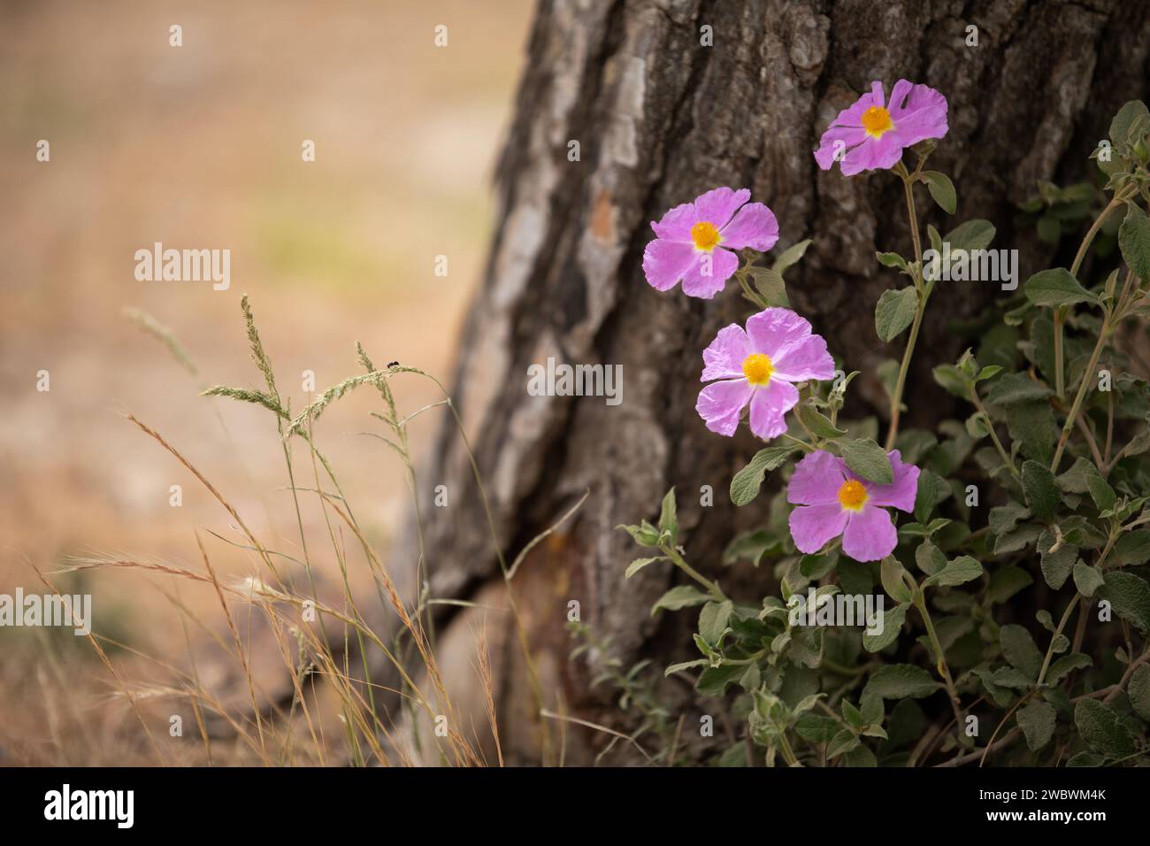 Amman forest hi-res stock photography and images - Alamy