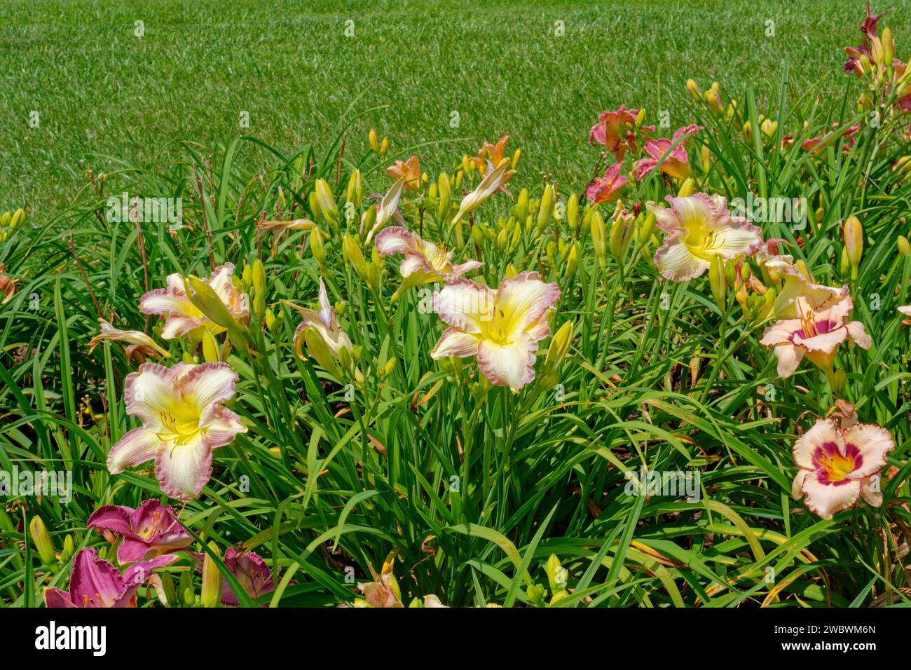 Different varieties of pastel color flowering daylilies in bloom with ...