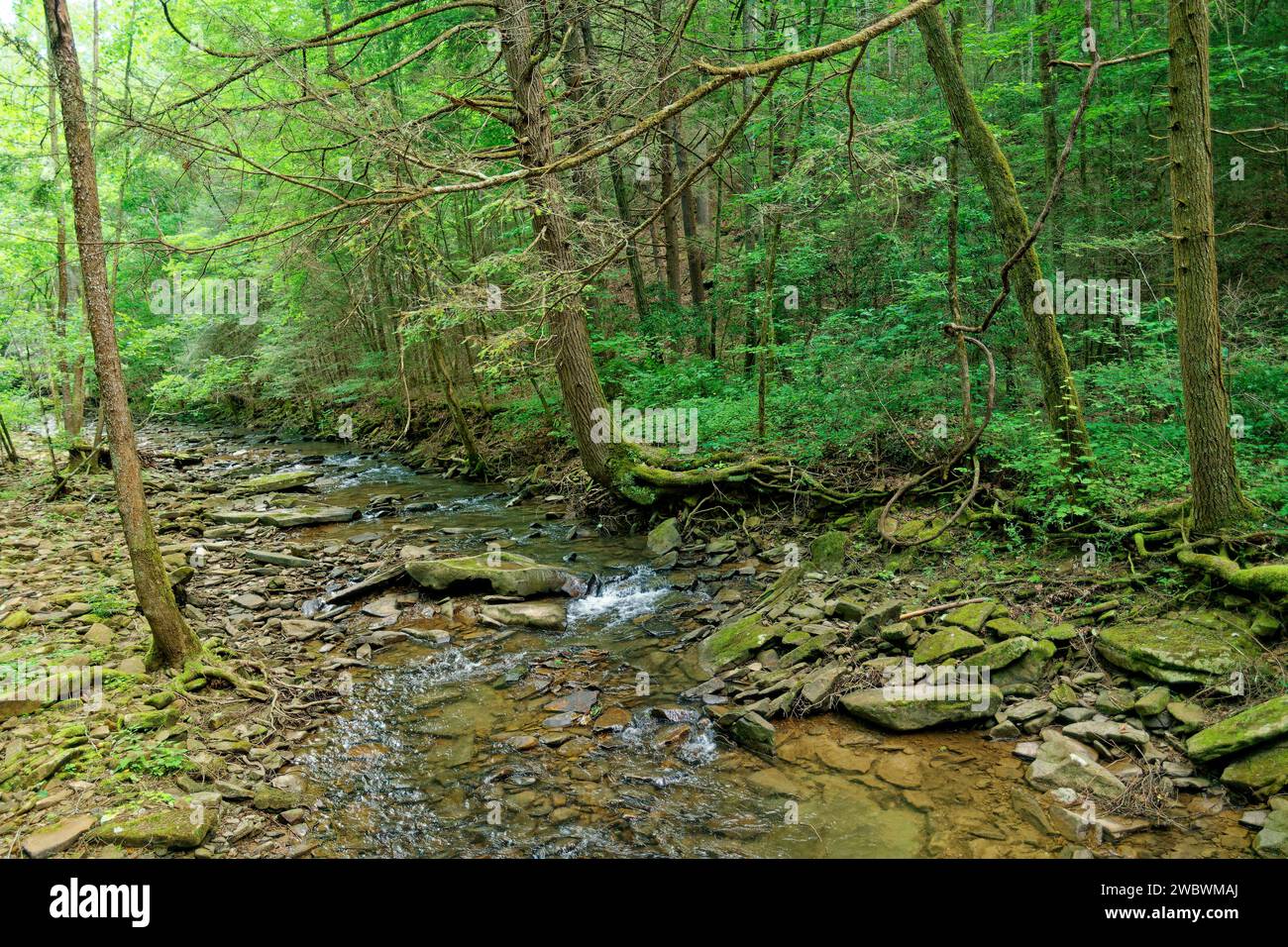 Shallow water flowing through and around a rocky and boulder terrain ...