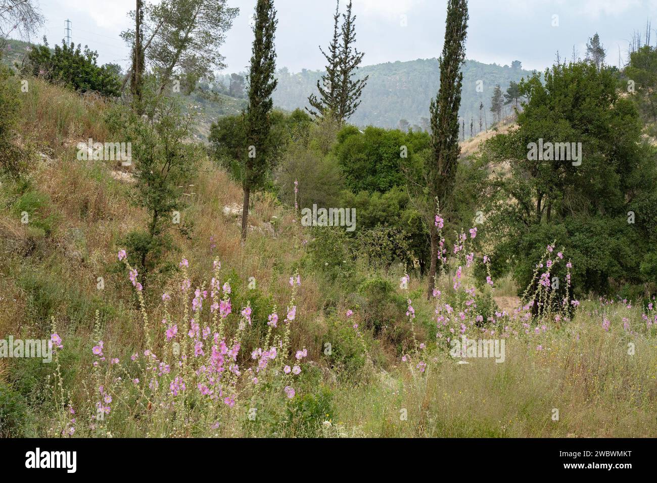 Pink Bristly Hollyhock flowers in a forest in the Judea mountains, near ...