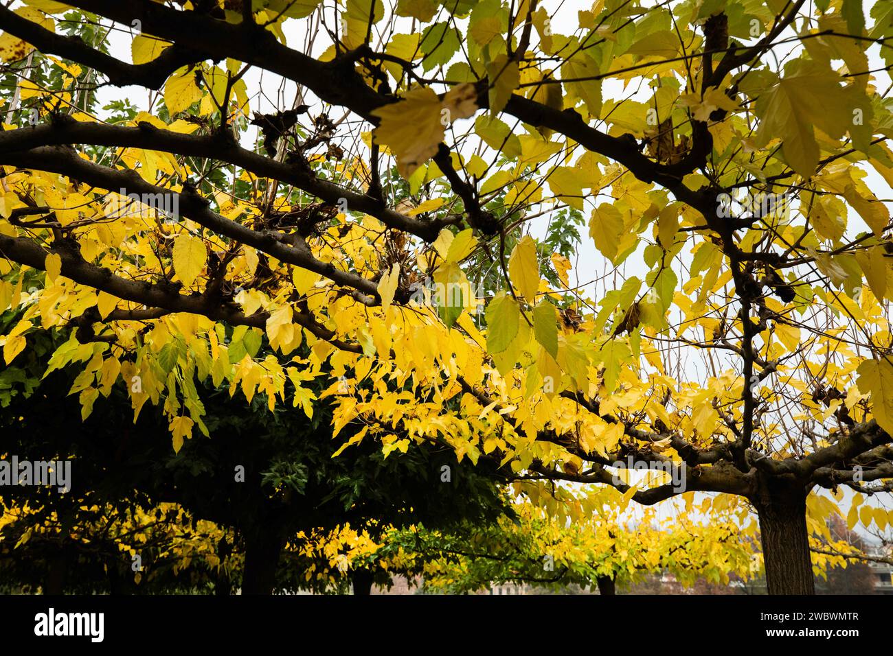 Torino autumn hi-res stock photography and images - Alamy