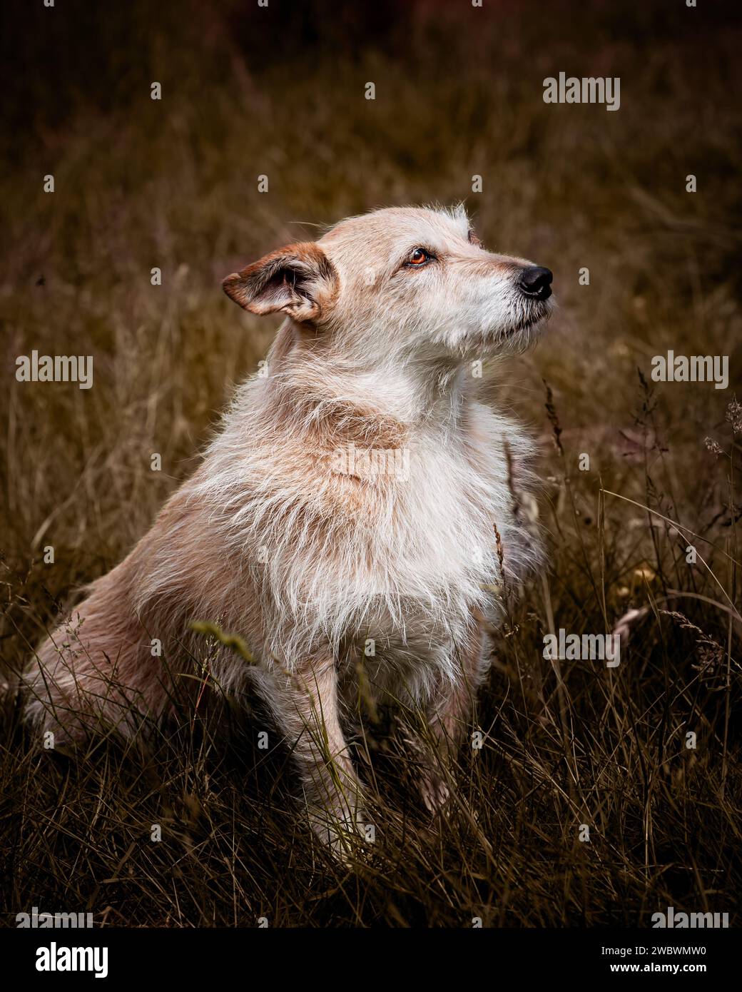 Baby rottweiler hi-res stock photography and images - Alamy