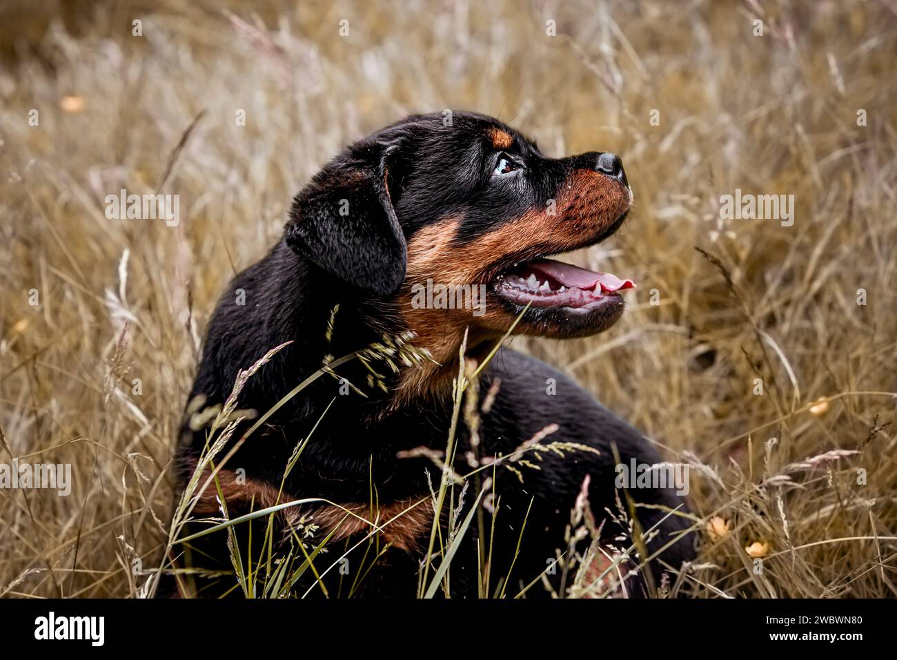 Baby rottweiler hi-res stock photography and images - Alamy