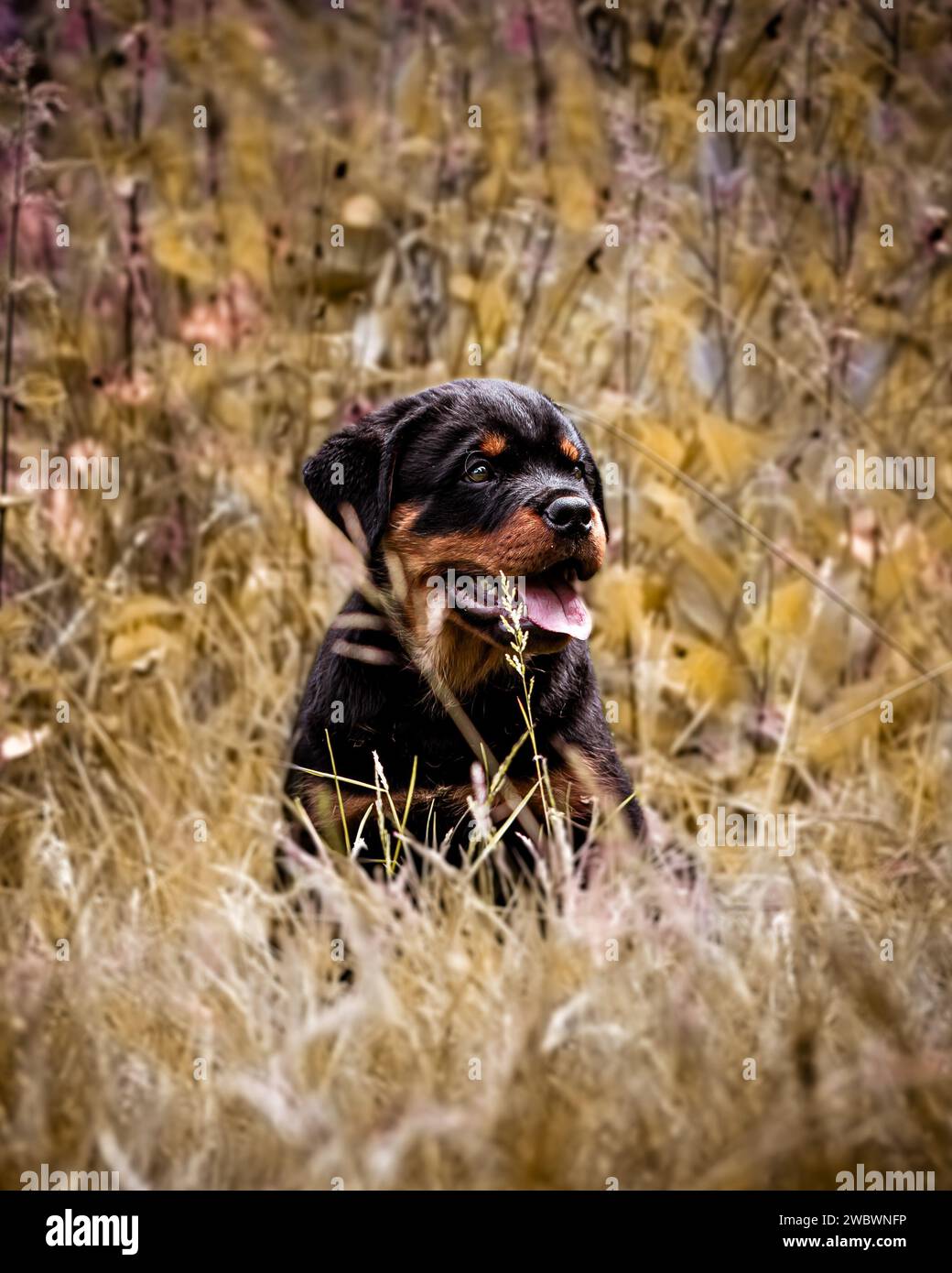 Rottweiler mom hi-res stock photography and images - Alamy