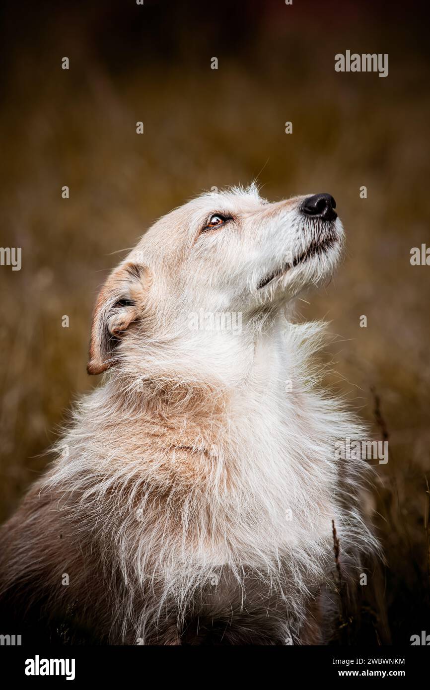 Baby rottweiler hi-res stock photography and images - Alamy
