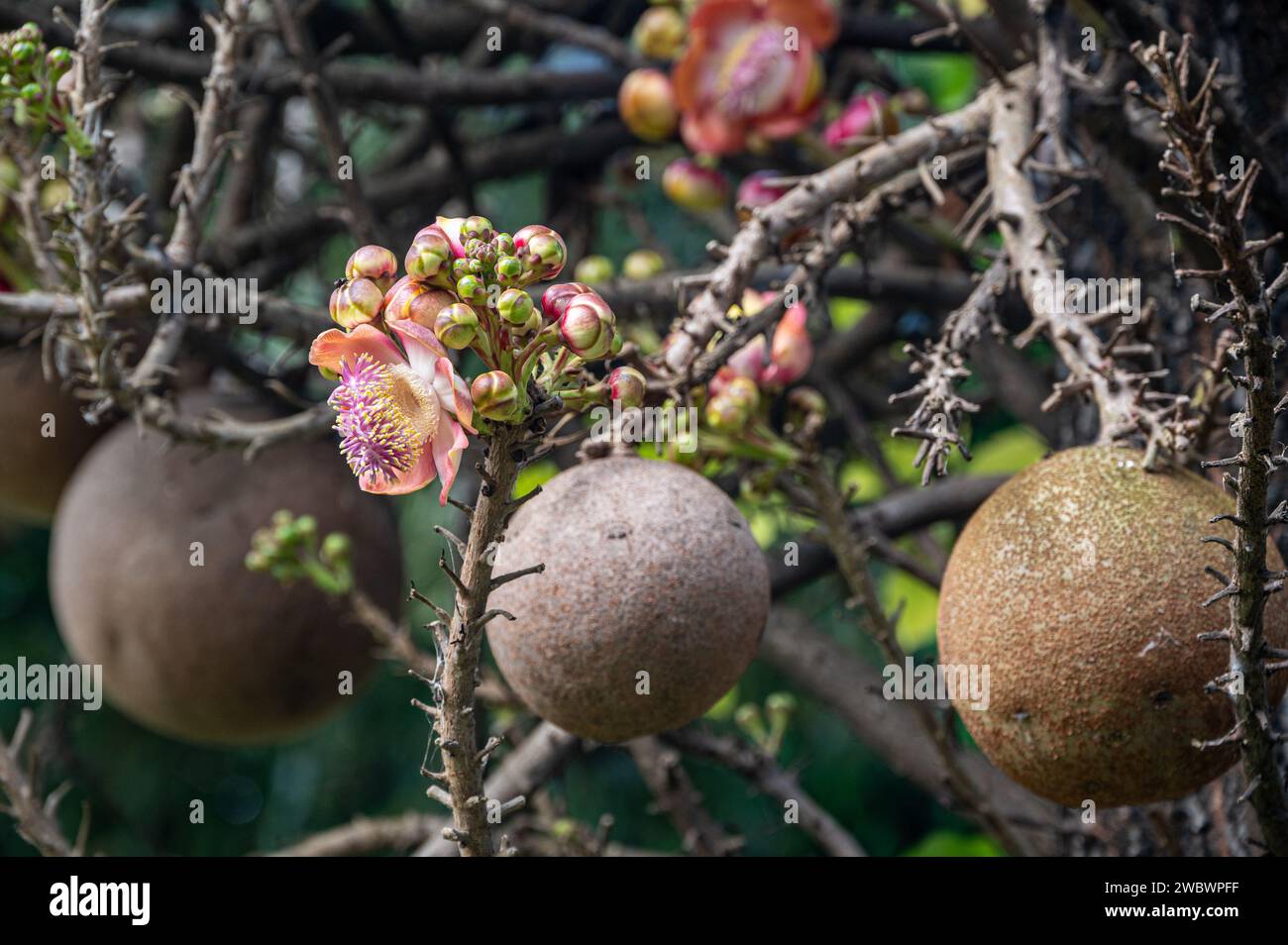 Couroupita guianensis, commonly know also known as the Cannonball tree ...