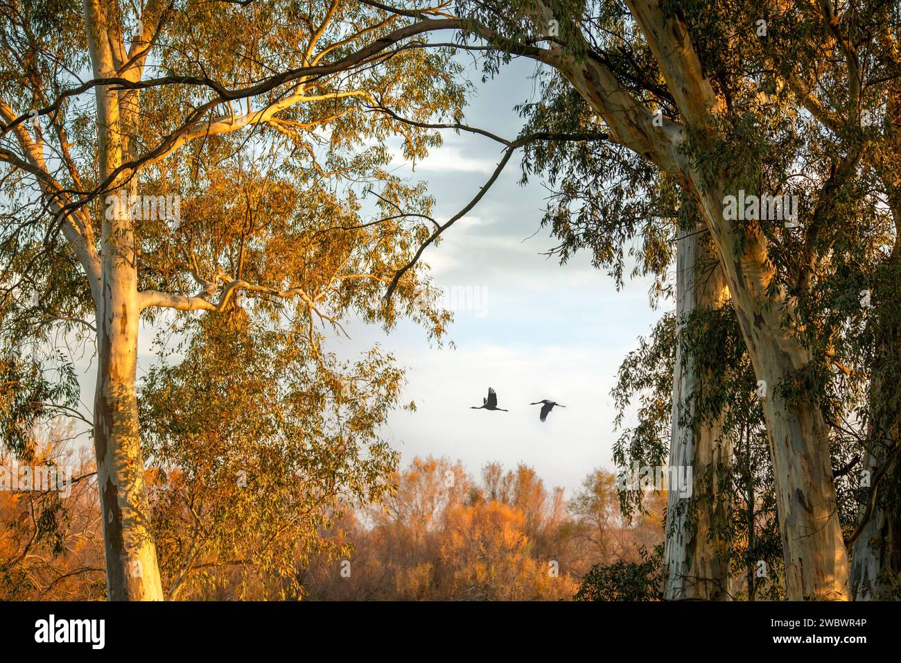 Natural landscape of eucalyptus trees with ducks flying in the Doana ...