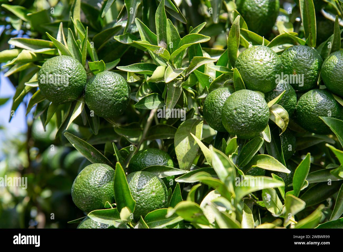 Limes growing on a tree hi-res stock photography and images - Alamy