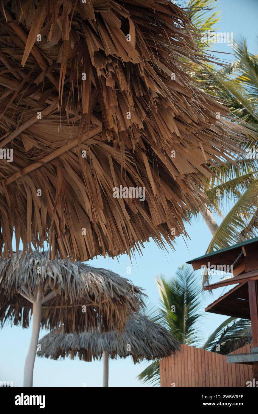 Palm Trees over Blue Sky Stock Photo - Alamy