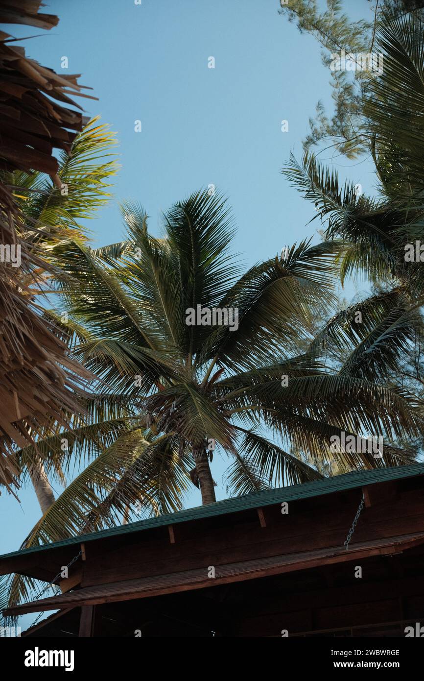 Trees over blue sky hi-res stock photography and images - Alamy