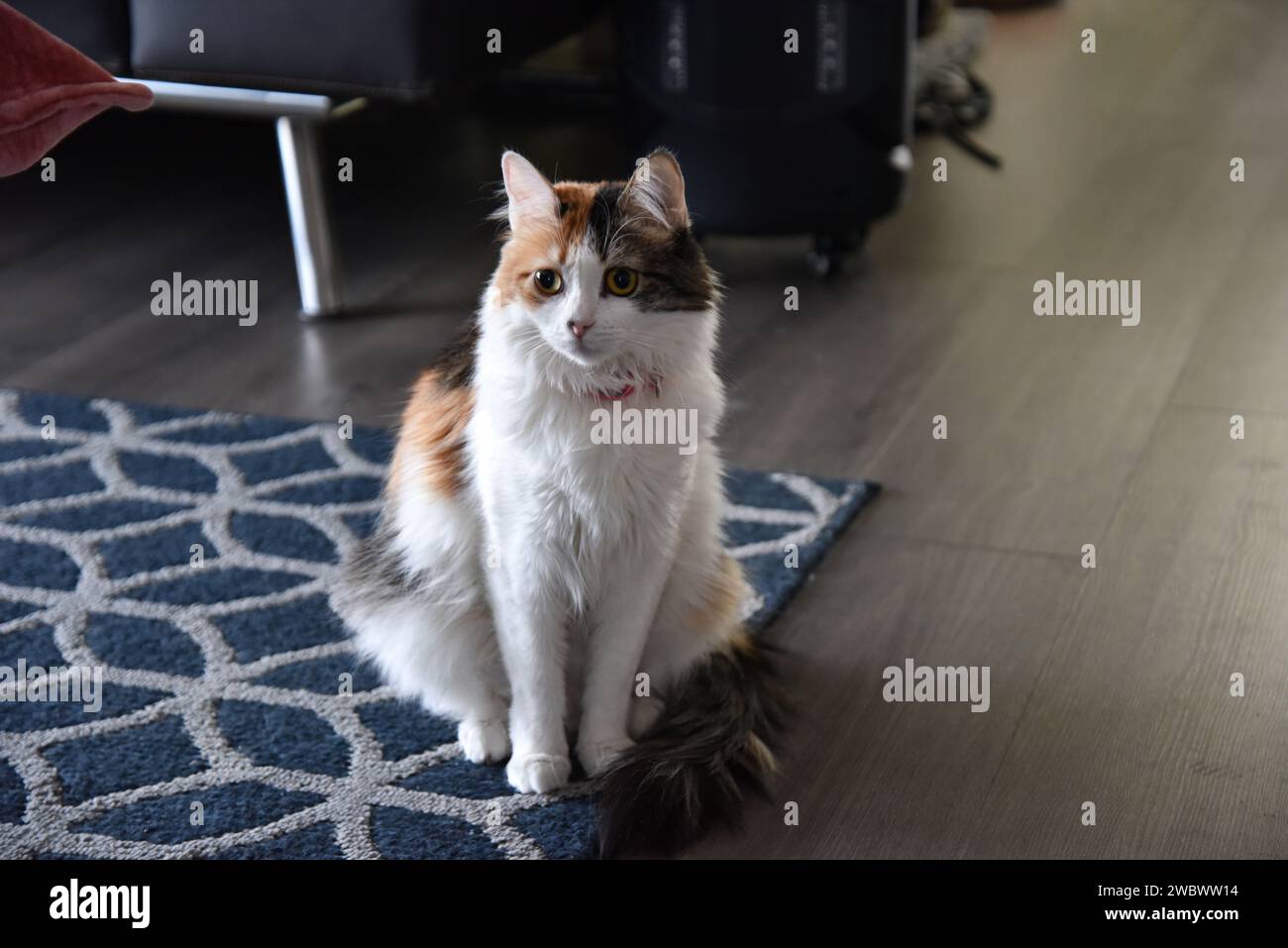 Happy Calico Cat Stock Photo - Alamy