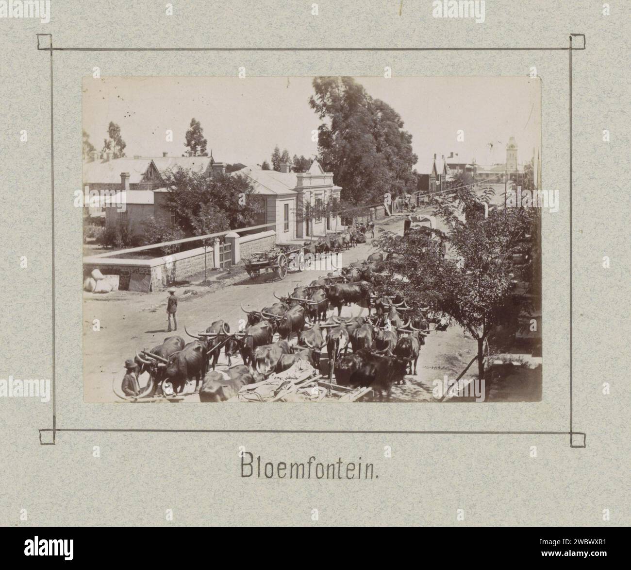 Ox wagons in a street of Bloemfontein, c. 1880 - c. 1900 photograph ...