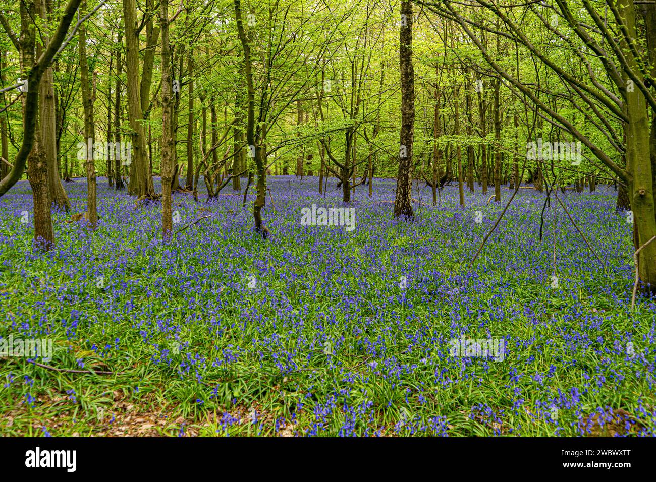 Blue Bell Woods in Spring showing Lilac Blue White and Green Plants and ...