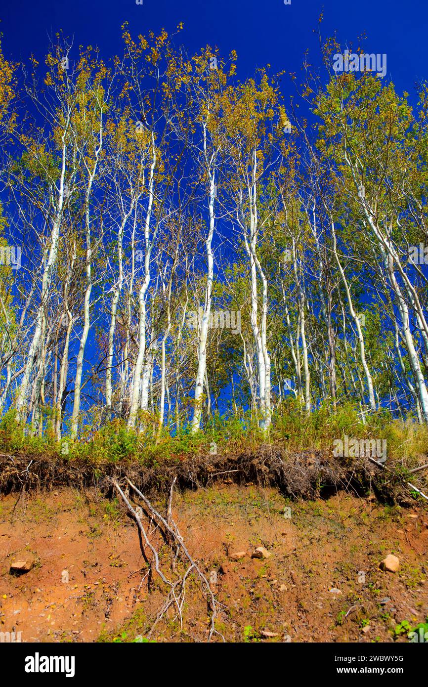 Awaiting their fate hi-res stock photography and images - Alamy