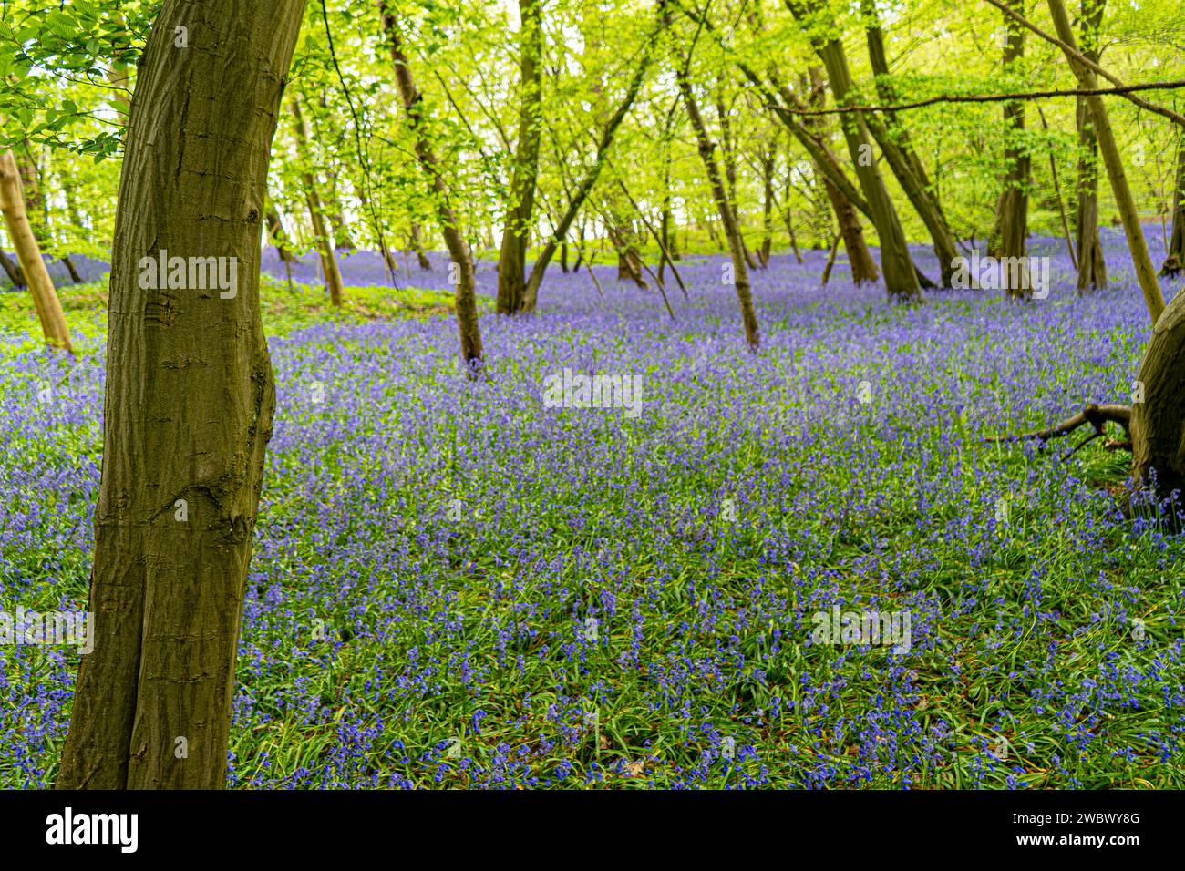 Blue Bell Woods in Spring showing Lilac Blue White and Green Plants and ...